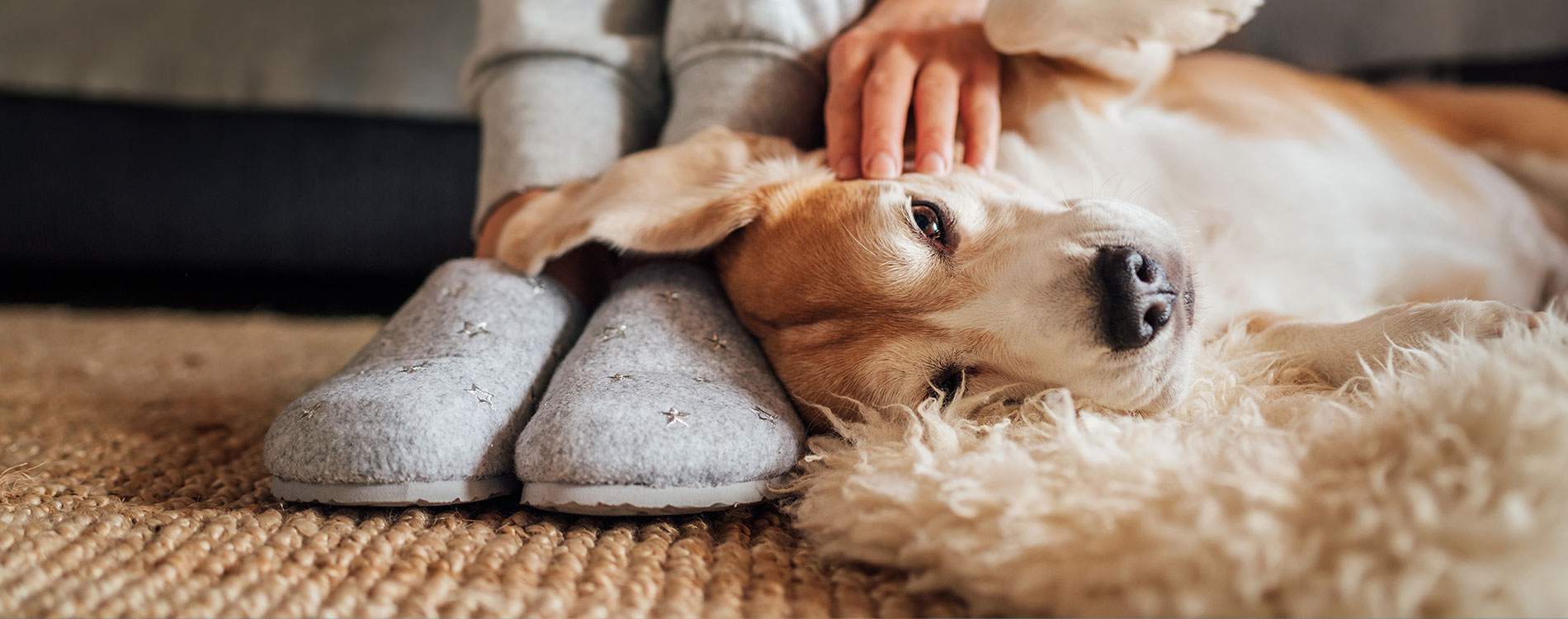 Get In Touch With Us - Helping Dog Paws