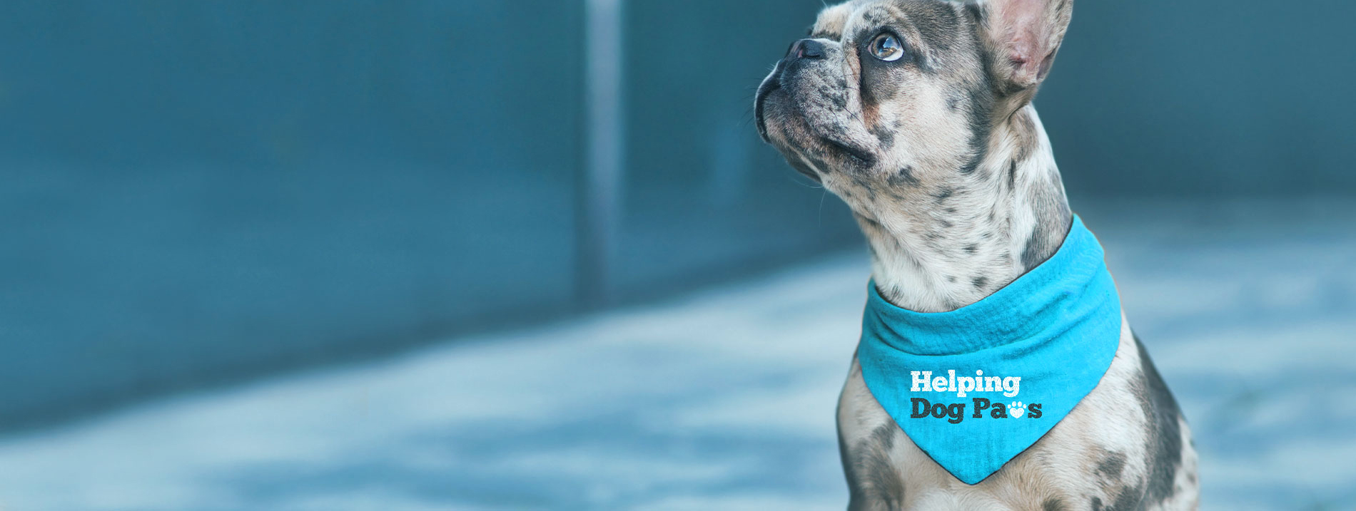 About Us - Helping Dog Paws