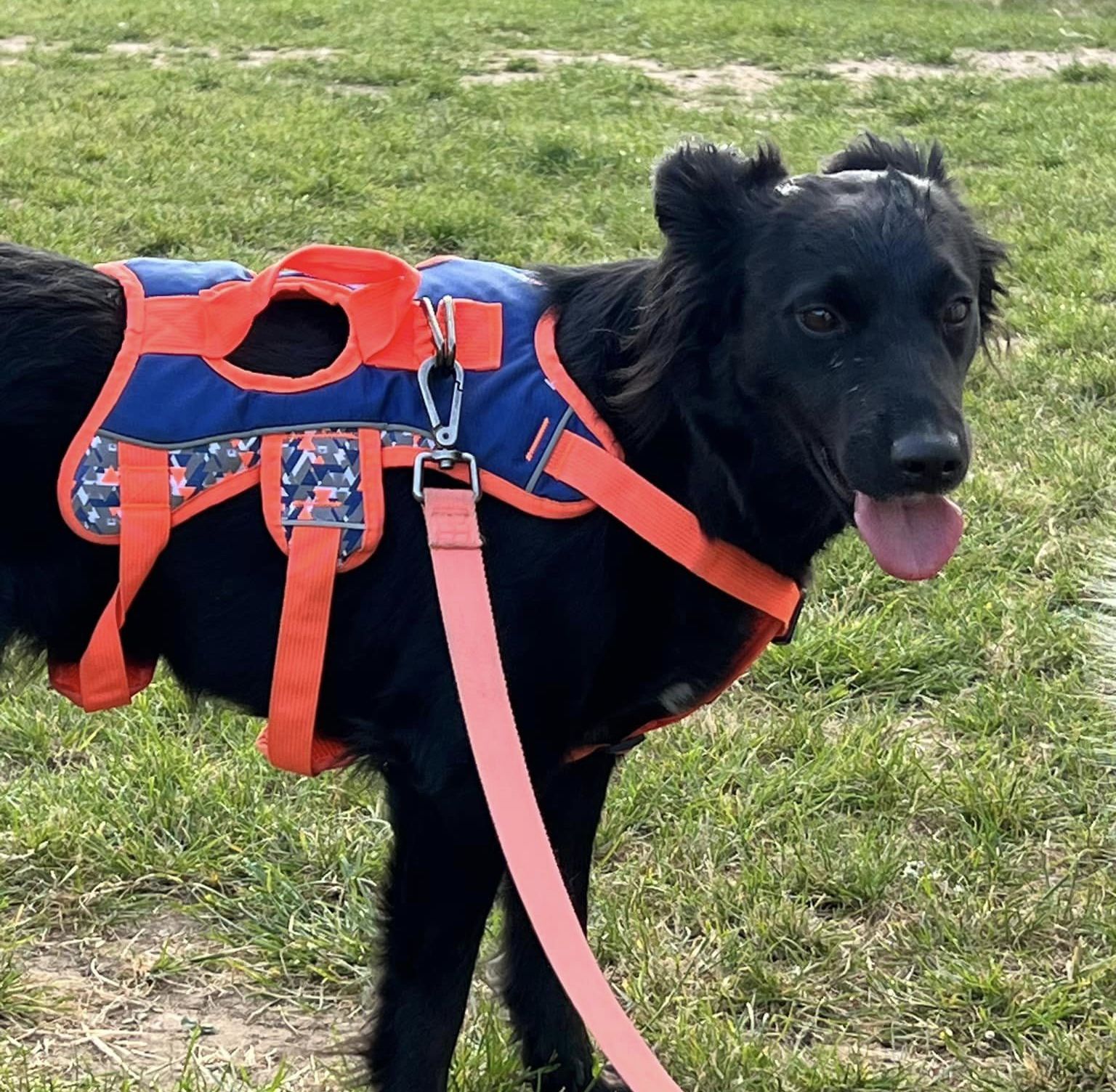 Goob - Helping Dog Paws