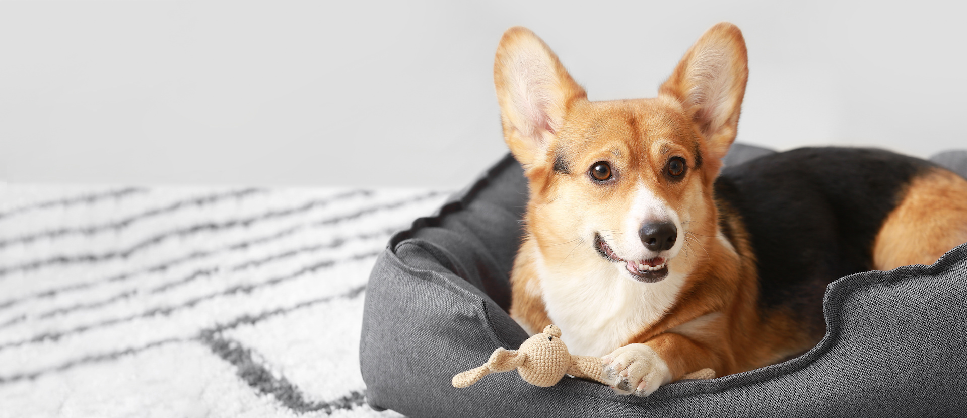 Rehoming Your Dogg - Helping Dog Paws